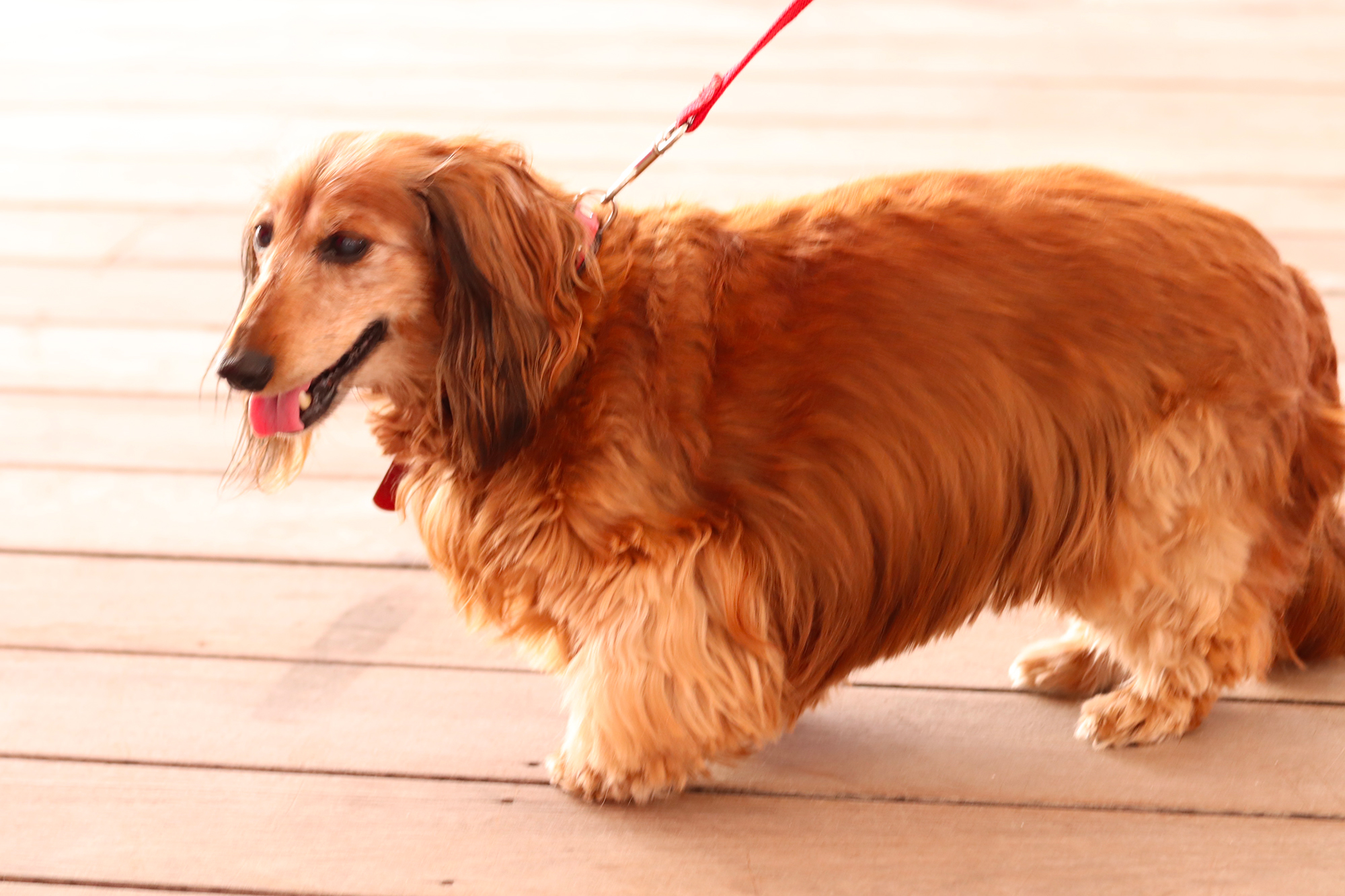 Edition 2025 - Palm Dog