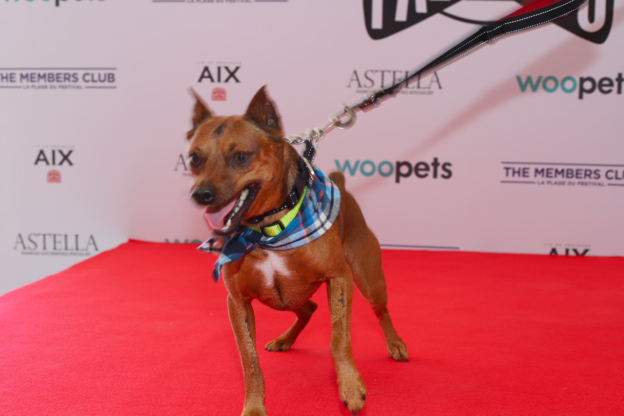 Edition 2025 - Palm Dog